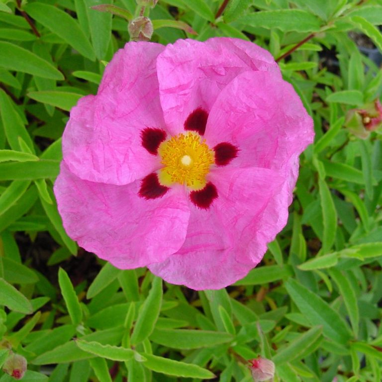 Cistus purpureus - Beechmount Garden Centre