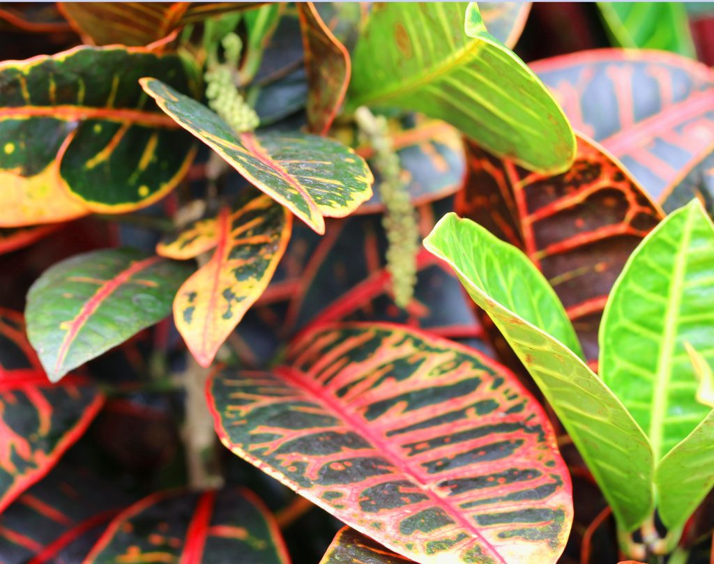 Codiaeum - Beechmount Garden Centre