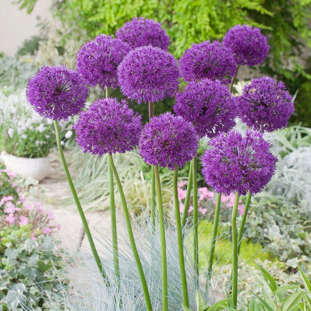 Allium Purple Sensation Beechmount Garden Centre Allium Purple Sensation Beechmount Garden Centre