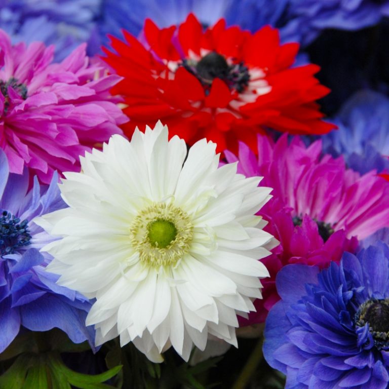 Anemone coronaria St Brigid Mixed - Beechmount Garden Centre