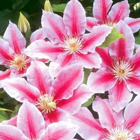 Clematis John Paul II - Beechmount Garden Centre