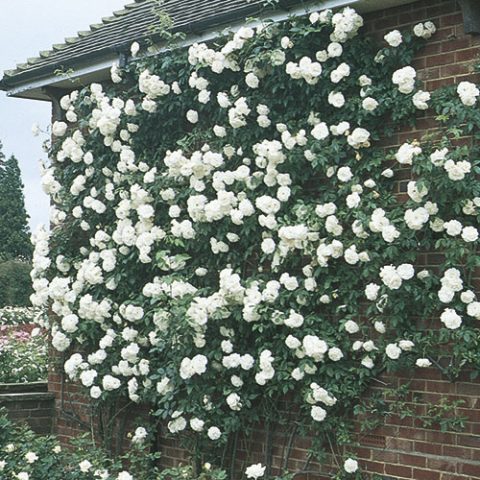 Rosa Iceberg Climber 60cm Trellis - Beechmount Garden Centre