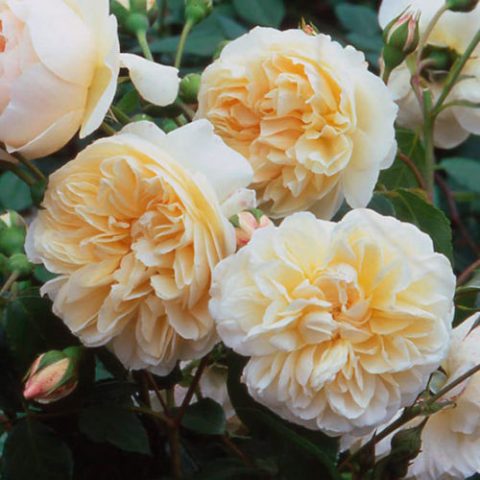 Rosa Lichfield Angel - Beechmount Garden Centre