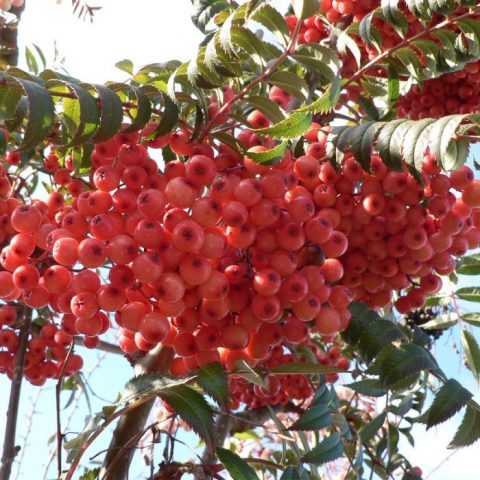 Sorbus Vilmorinii - Beechmount Garden Centre