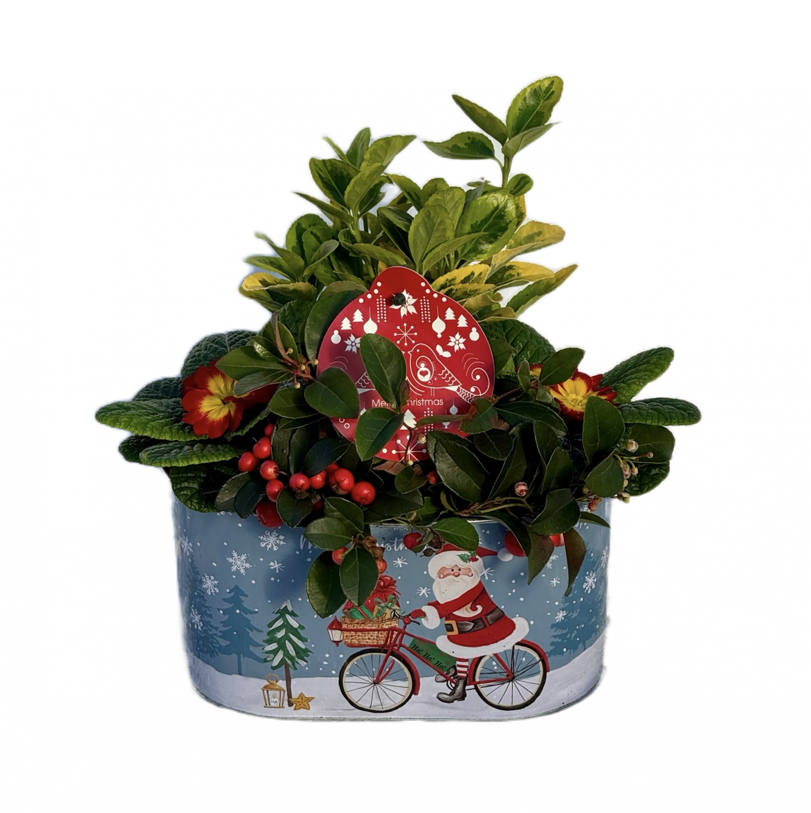 Christmas Planted Santa on Bike Planter - Beechmount Garden Centre