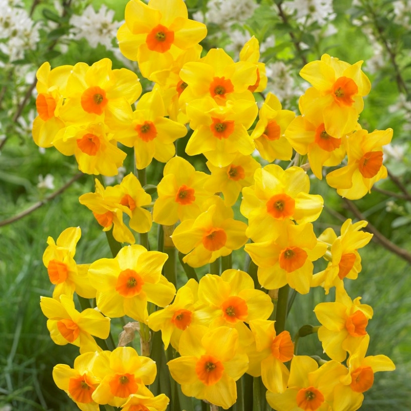 Daffodil Multiflower 'Martinette' 5 Bulbs - Beechmount Garden Centre