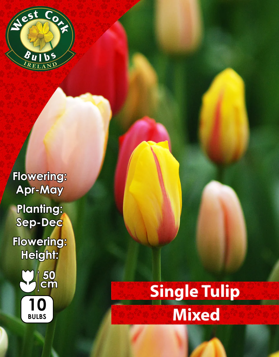 Tulip Single Mixed 10 Bulbs - Beechmount Garden Centre